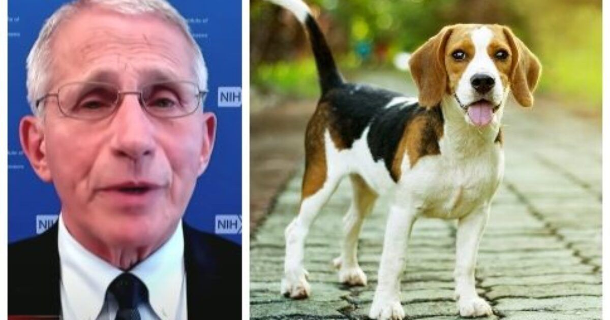 Jay Bhattacharya closes NIH’s last beagle lab - The Daily Bo Snerdley