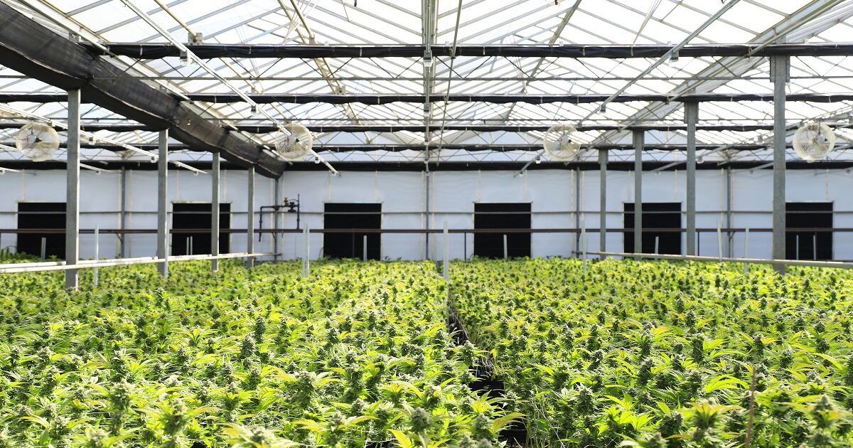 National Guard joins DEA in California desert to bust illicit marijuana ...
