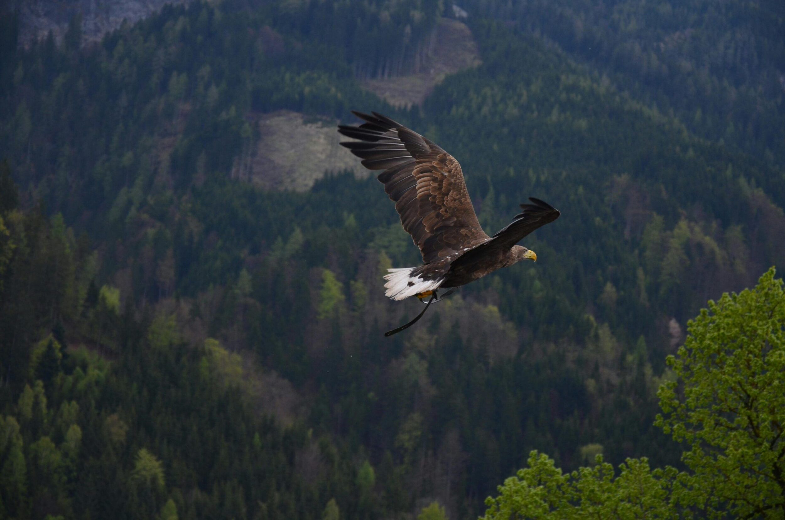 Let them go, let them fly - The Daily Bo Snerdley